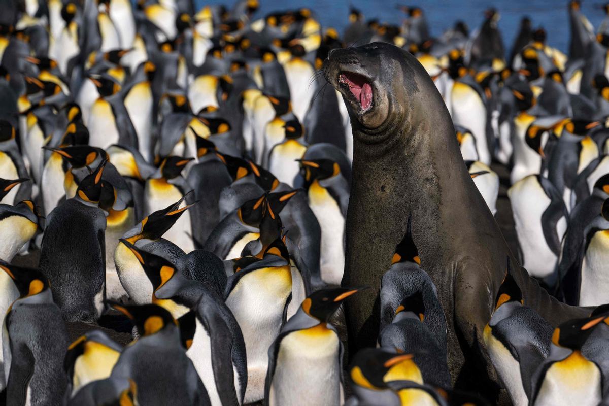 Elefantes marinos rodeados de pingüinos en la Isla Desolación | FOTOS