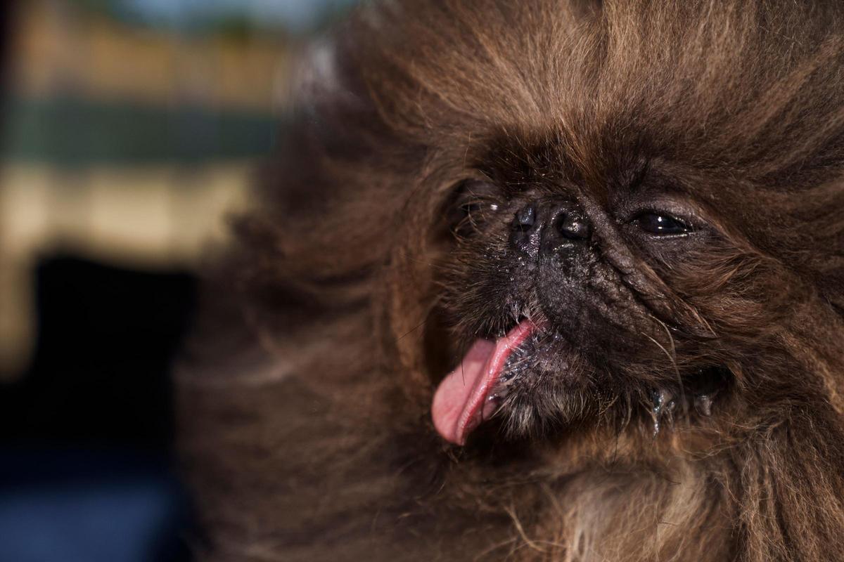 Estos son los perros más feos del mundo | FOTOS
