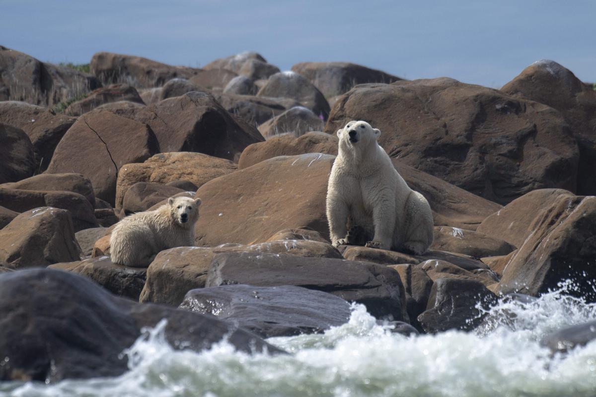 Así viven los osos polares en Hudson Bay (Canadá) | FOTOS