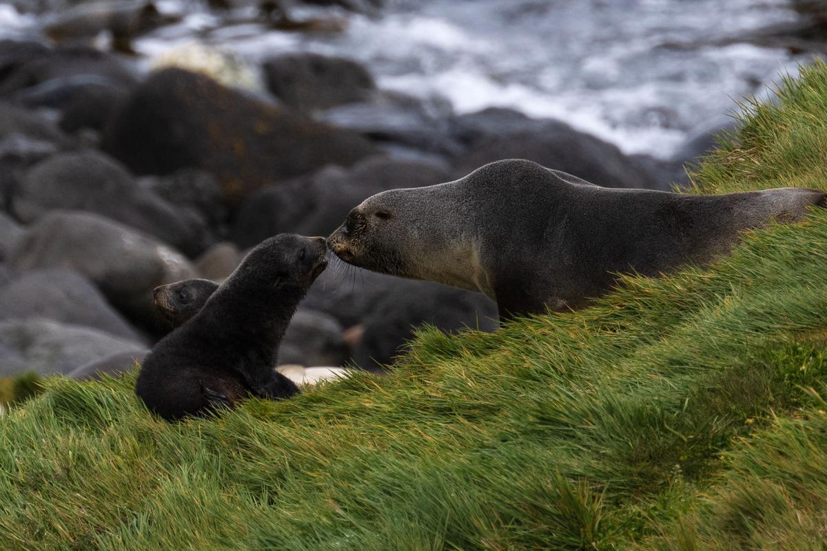 Elefantes marinos rodeados de pingüinos en la Isla Desolación | FOTOS