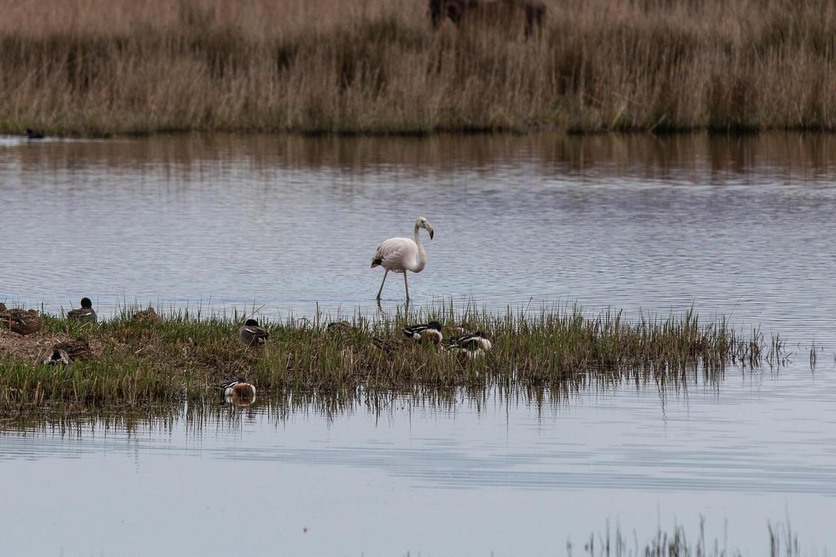 El Remolar-Filipines, humedales de la desembocadura del rio Llobregat ...