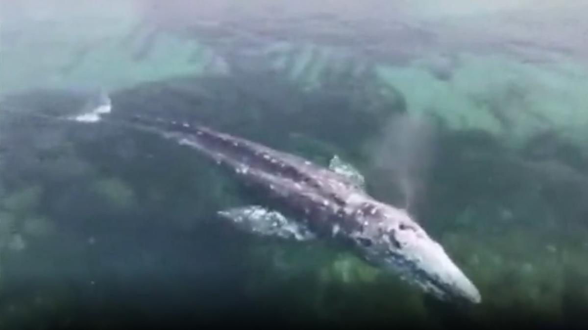L’odissea del Wally al Mediterrani: una balena grisa del Pacífic arriba ...