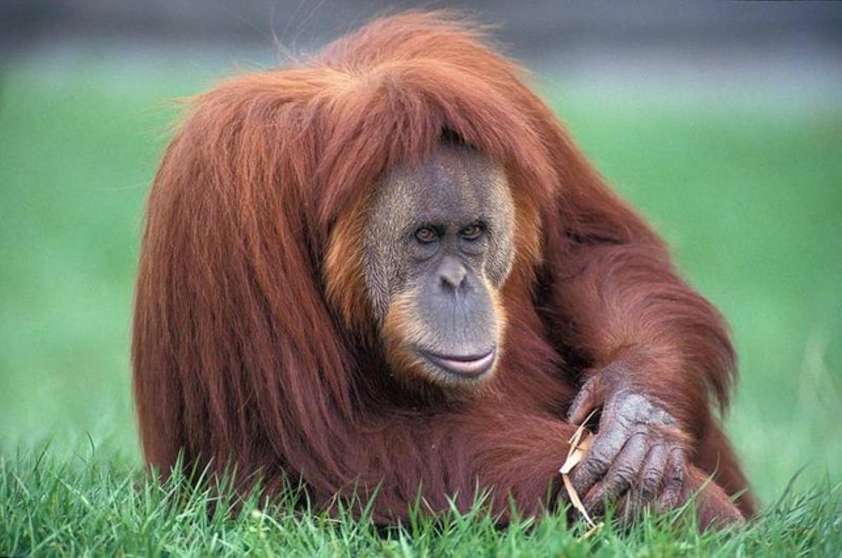 Un animal no puede ser 'persona no humana'