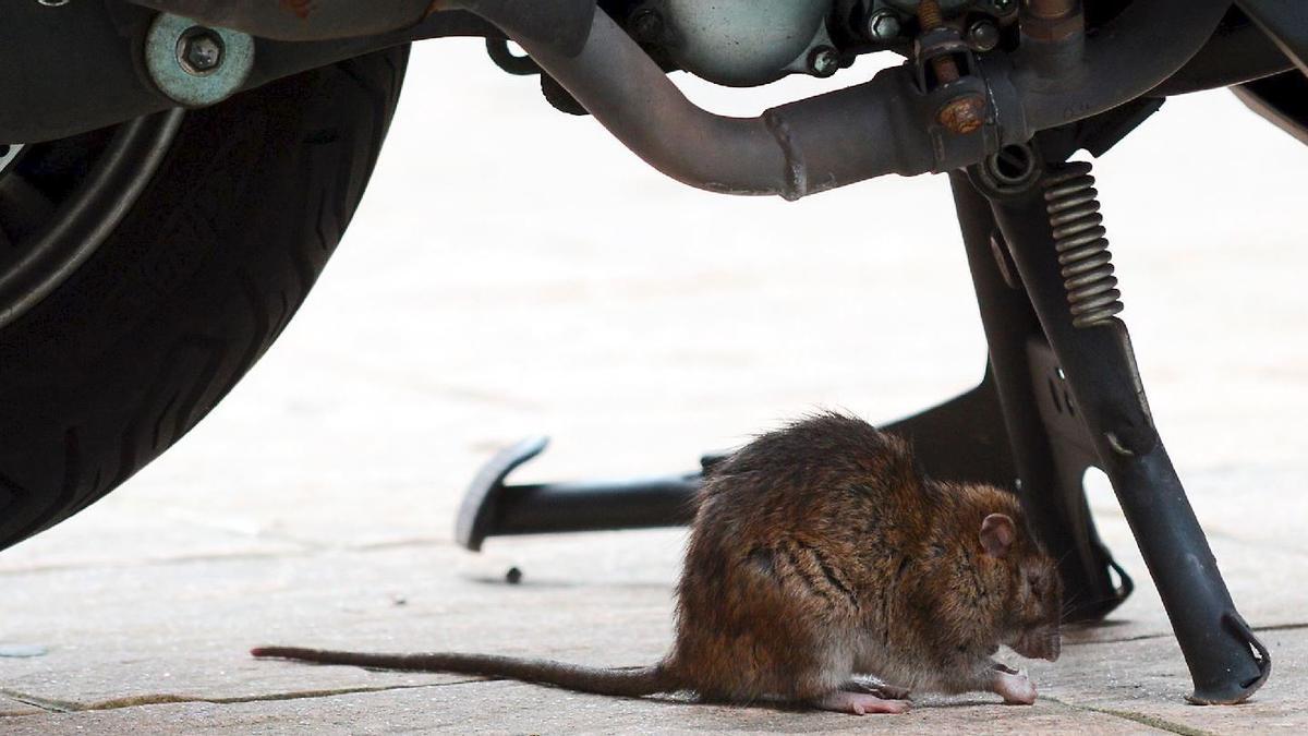 París da por perdida la batalla contra las ratas e intentará convivir ...
