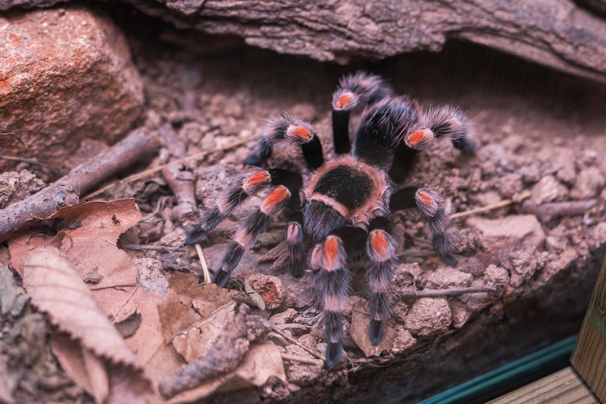 Insectos, las nuevas bestias del Zoo de Barcelona | FOTOS