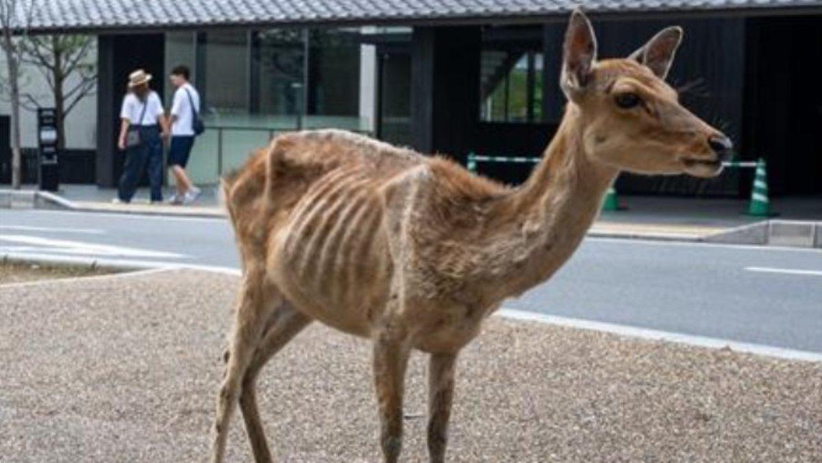 Los ciervos de Nara, desnutridos sin las galletas de los turistas