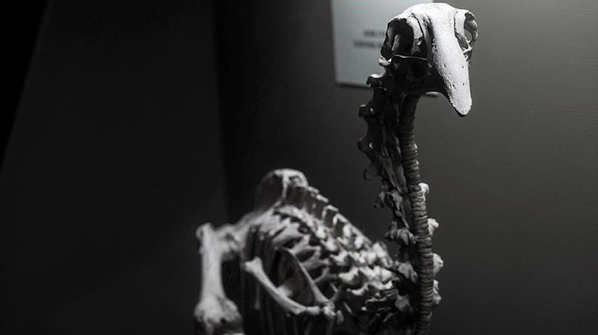 Extinta ave gigante no voladora de Nueva Zelanda tiene origen África