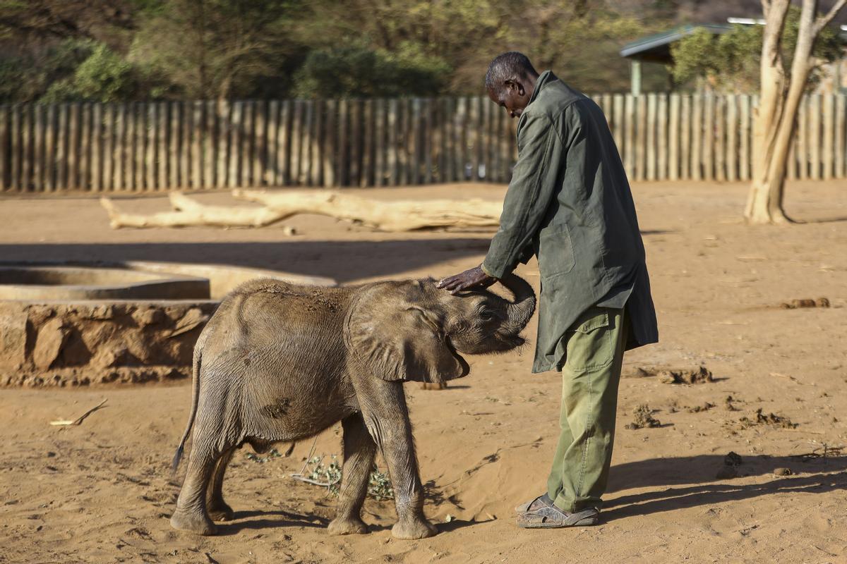 La sequía en Kenia afecta a los elefantes | FOTOS