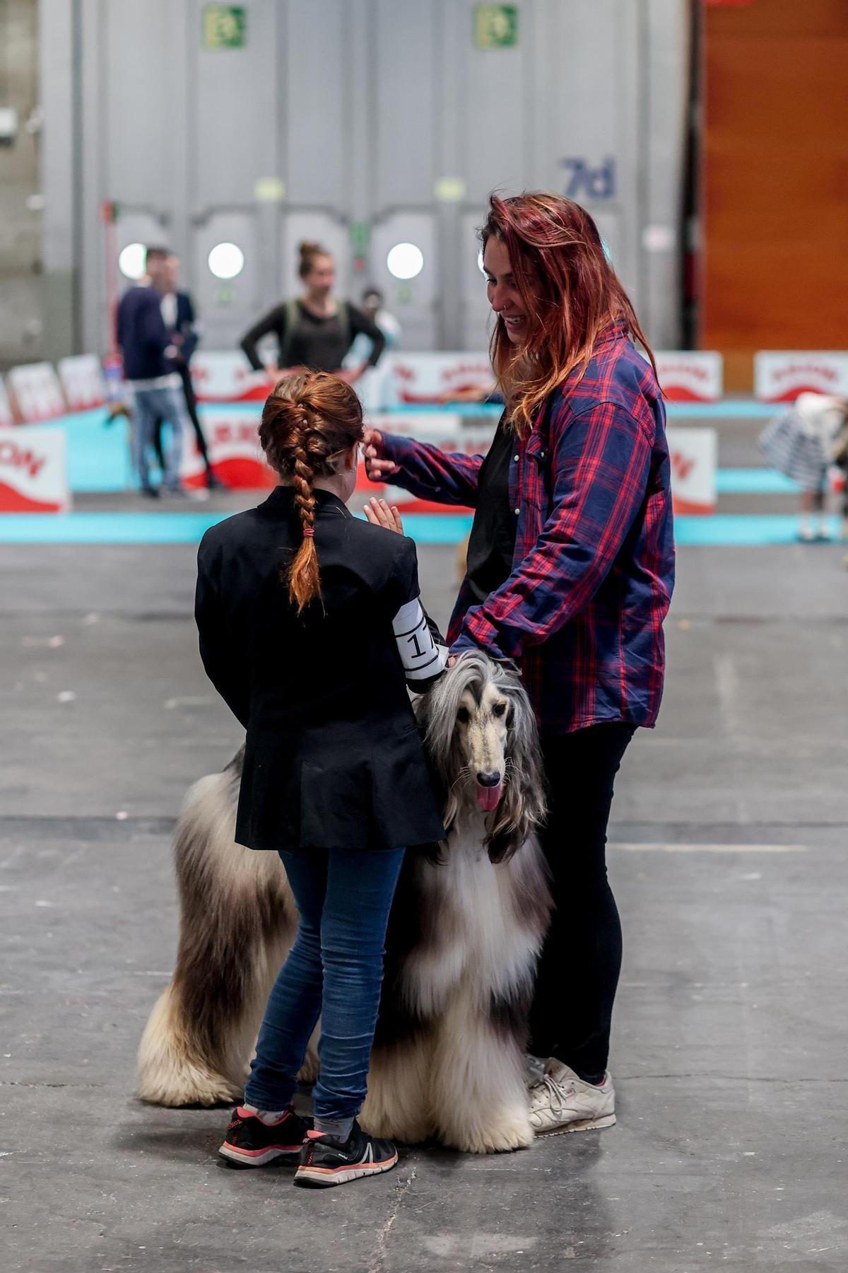Mad Dog Show: fiebre por los perros en Madrid | FOTOS