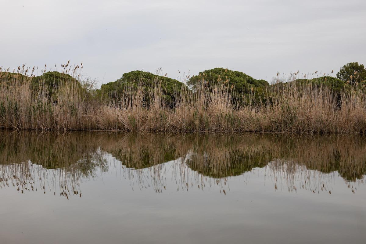 El Remolar-Filipines, humedales de la desembocadura del rio Llobregat ...