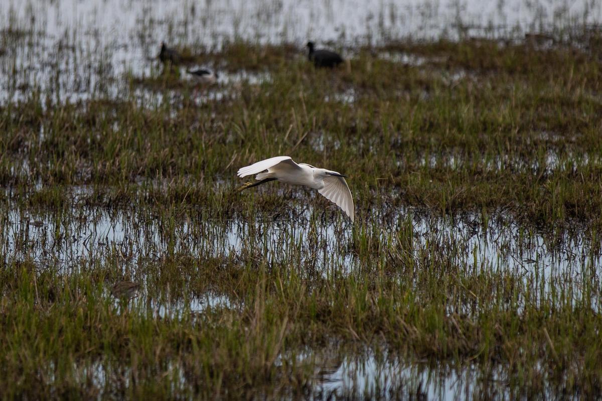 El Remolar-Filipines, humedales de la desembocadura del rio Llobregat ...