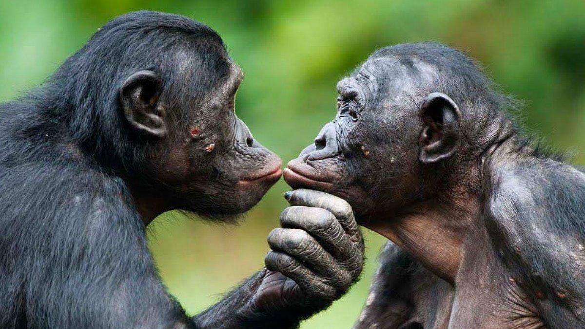 Chimpancés y bonobos comparten comida con sus amigos