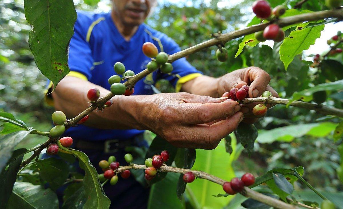 Café cultivado por excombatientes FARC recibe premio ante la ONU
