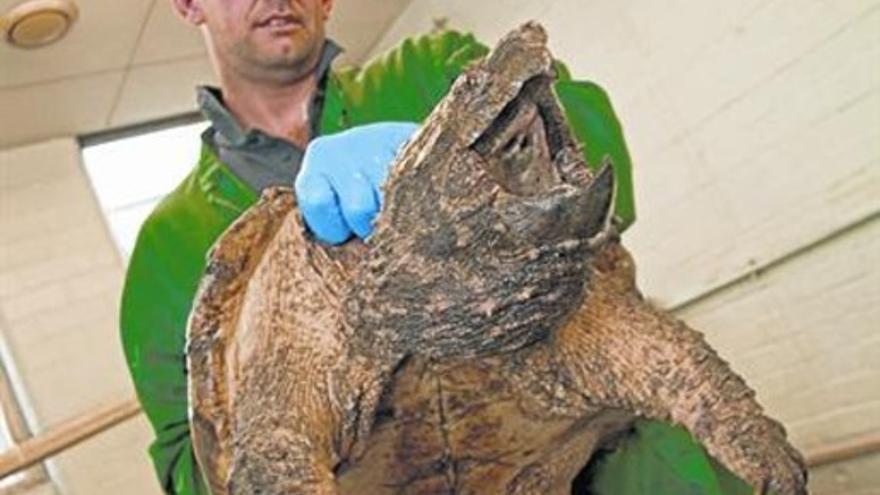 Un sábado muy 'animal'