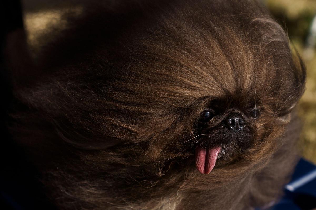 Estos son los perros más feos del mundo | FOTOS