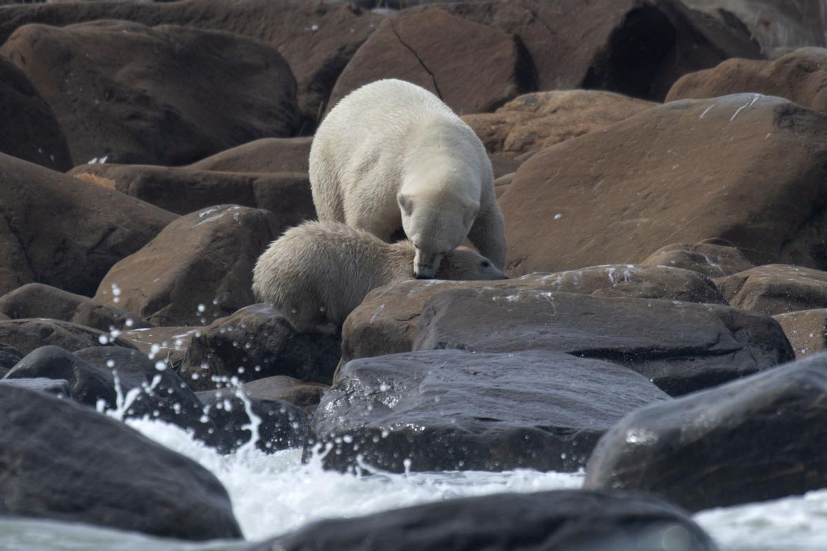 Así viven los osos polares en Hudson Bay (Canadá) | FOTOS