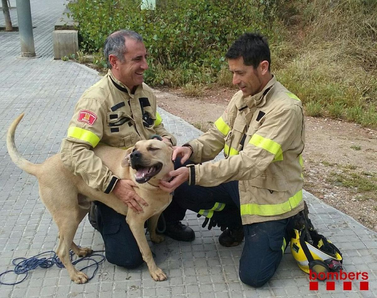 Los bomberos se movilizan para rescatar a un perro en Barcelona