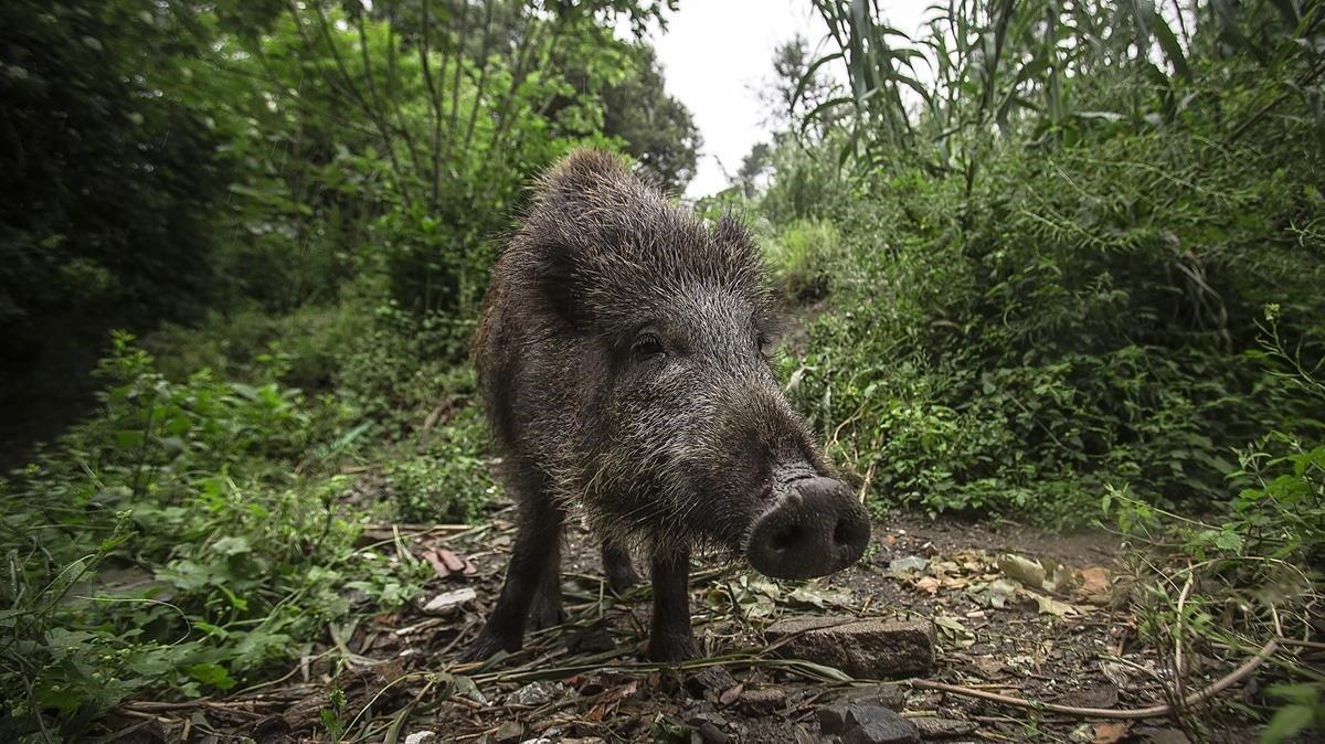 ¿Què grunyen els senglars?