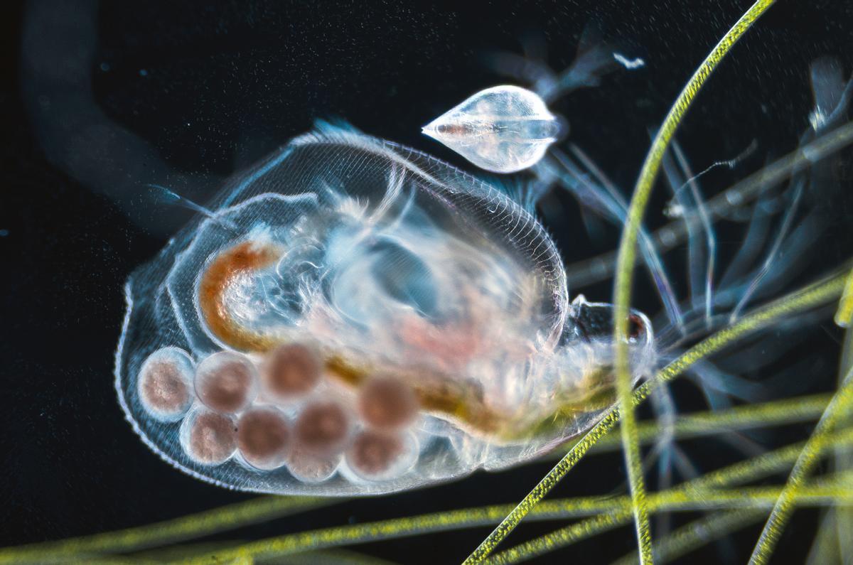 Micràrium, la nueva instalación de CosmoCaixa | FOTOS