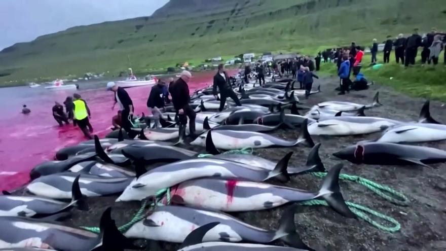 La matanza de 1.400 delfines tiñe de sangre las aguas de las Islas Feroe