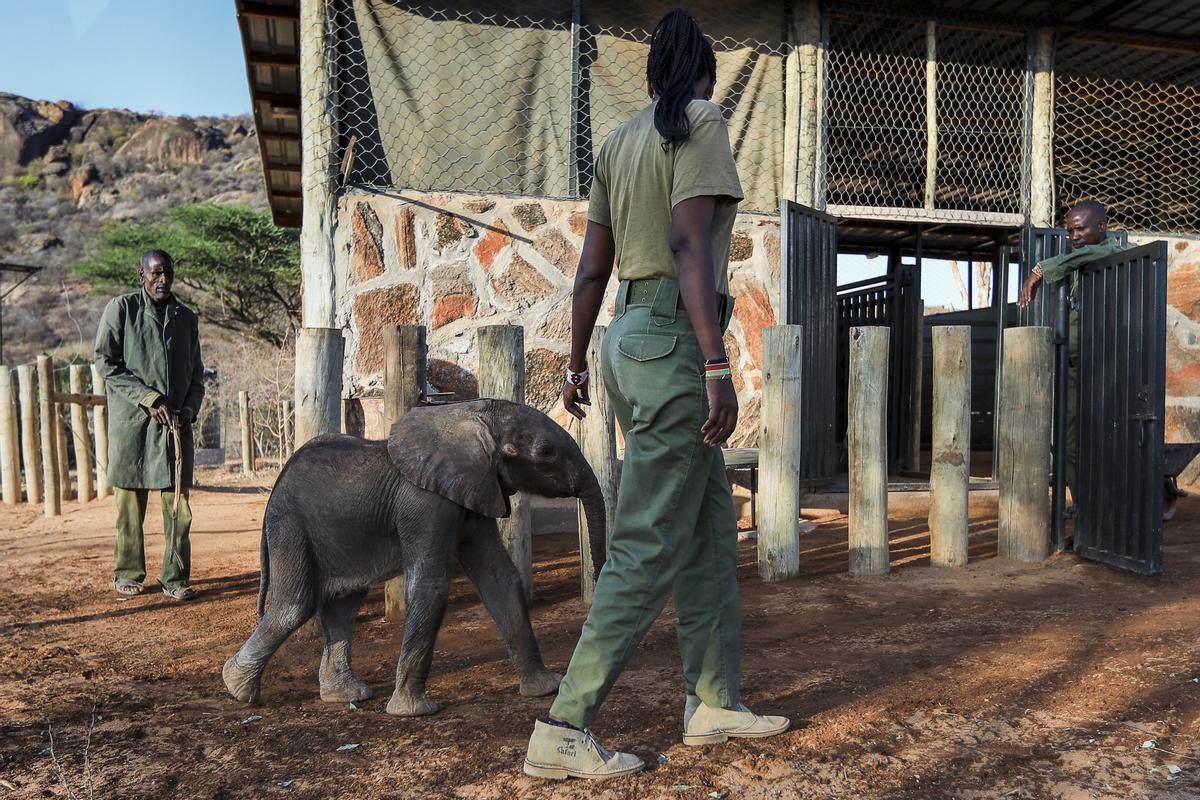 La sequía en Kenia afecta a los elefantes | FOTOS