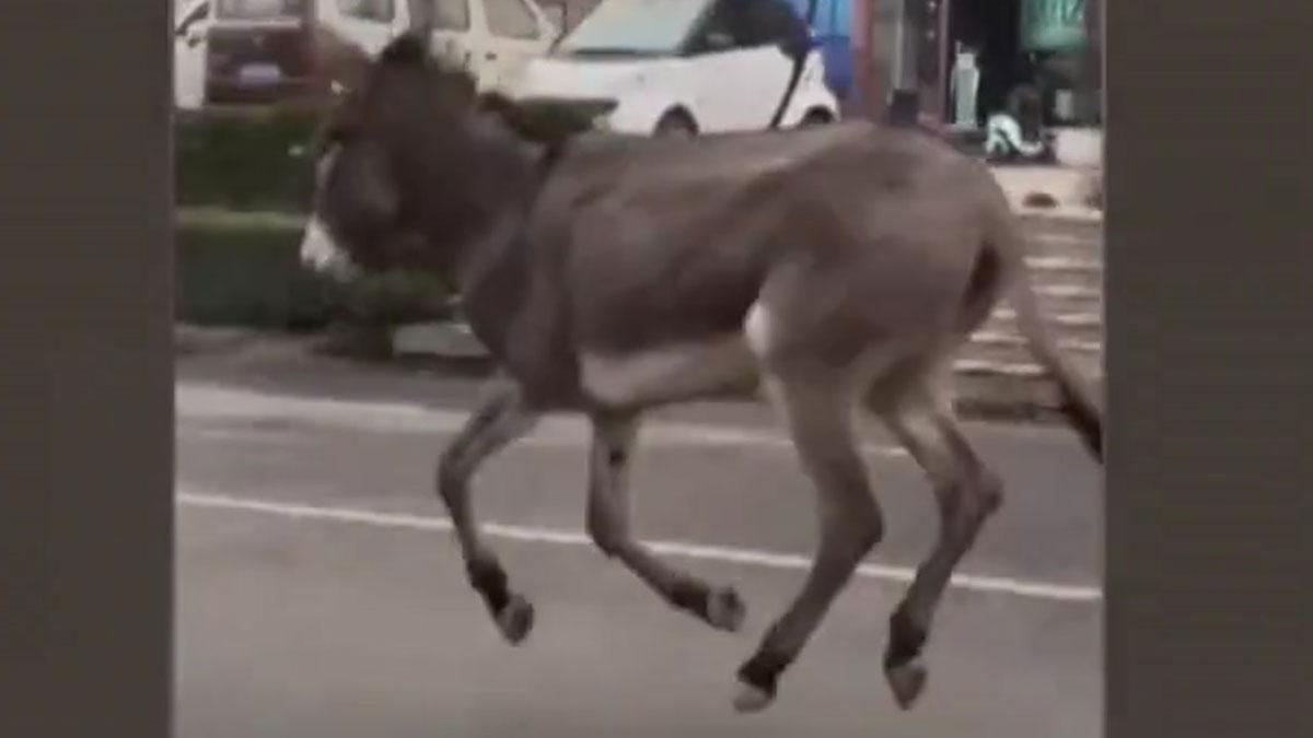 Un burro se fuga de un restaurante de carne de pollino en Linyi (China ...