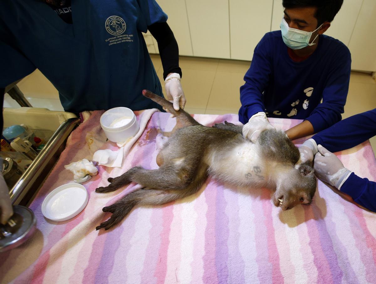 Los animales rescatados por la Fundación Amigos de la Vida Silvestre de ...