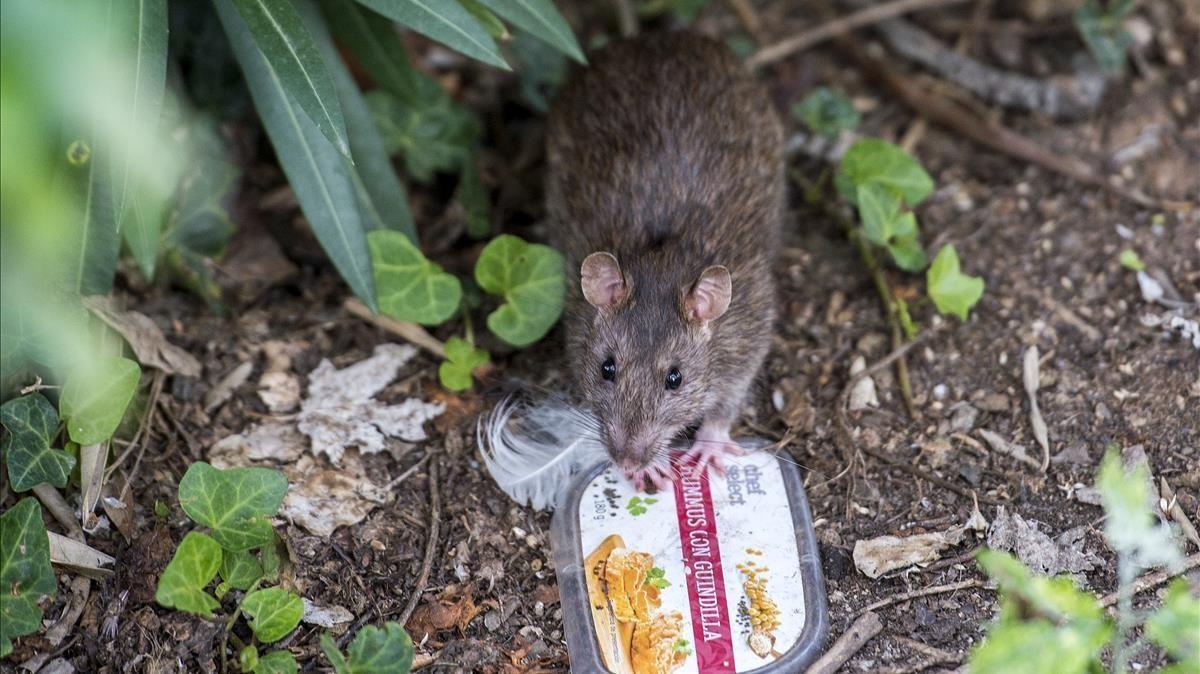 La ciudad y las ratas | Articulo de Jordi Mercader