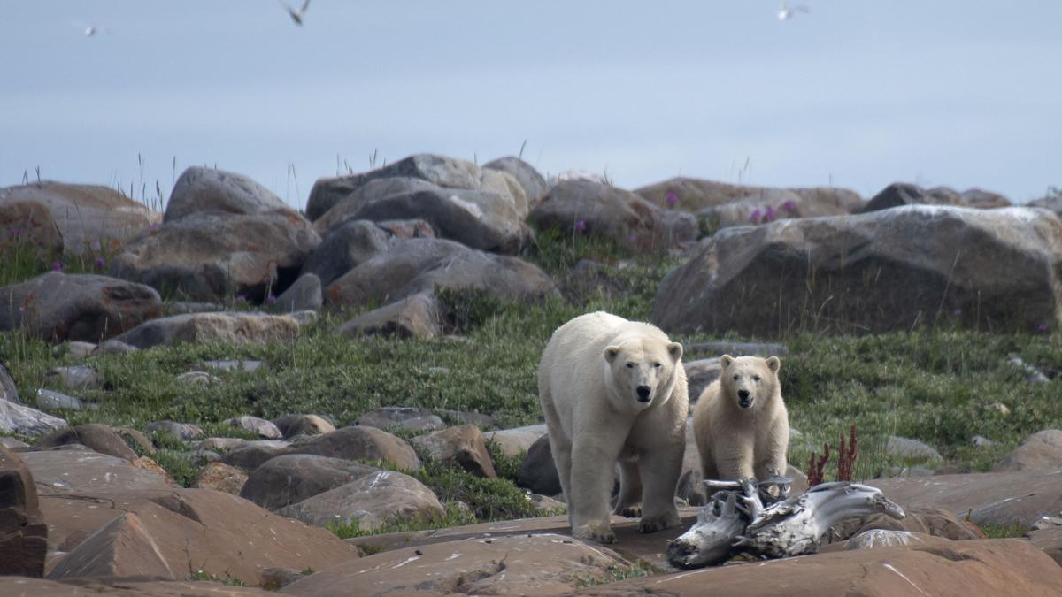 Así viven los osos polares en Hudson Bay (Canadá) | FOTOS