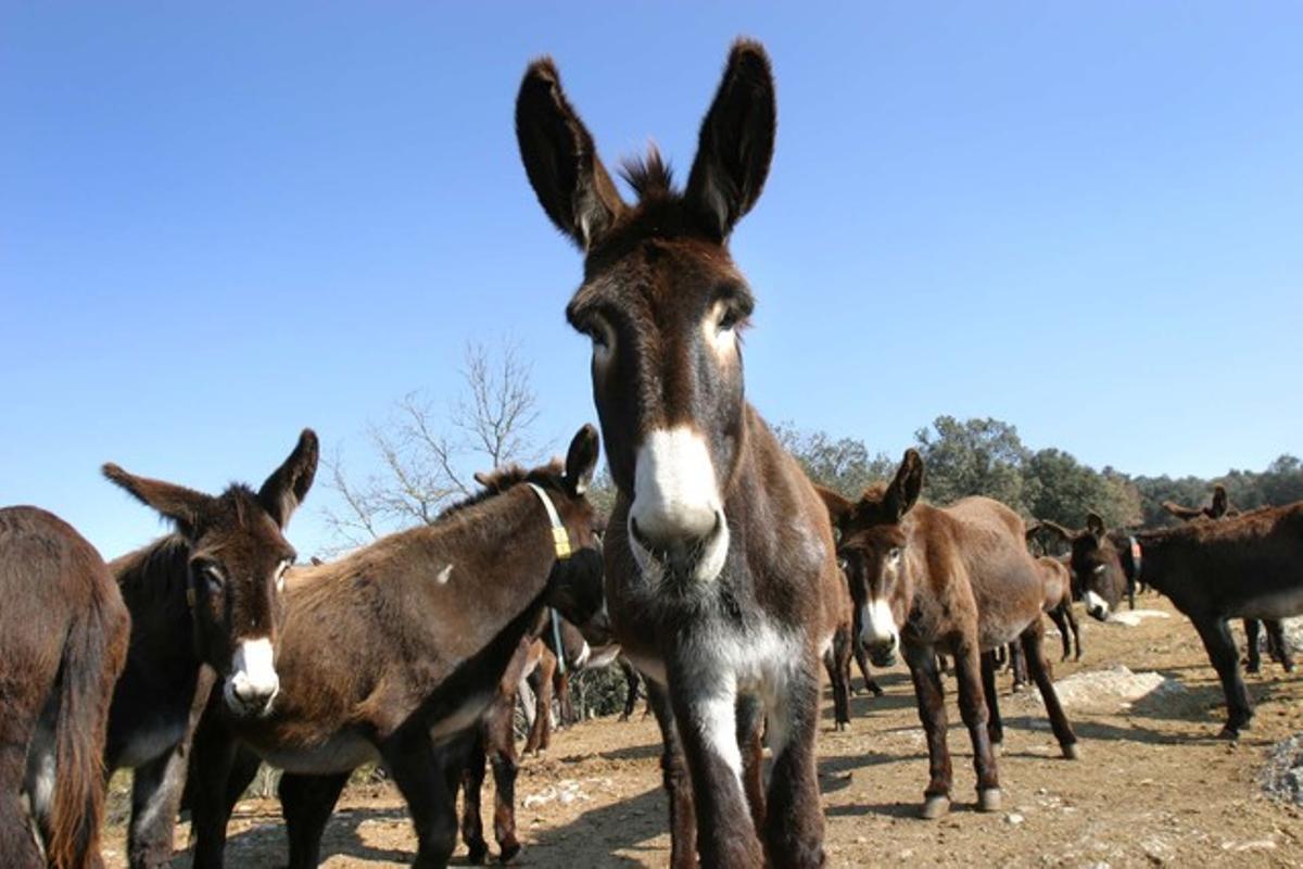 La crisi posa en perill al burro català