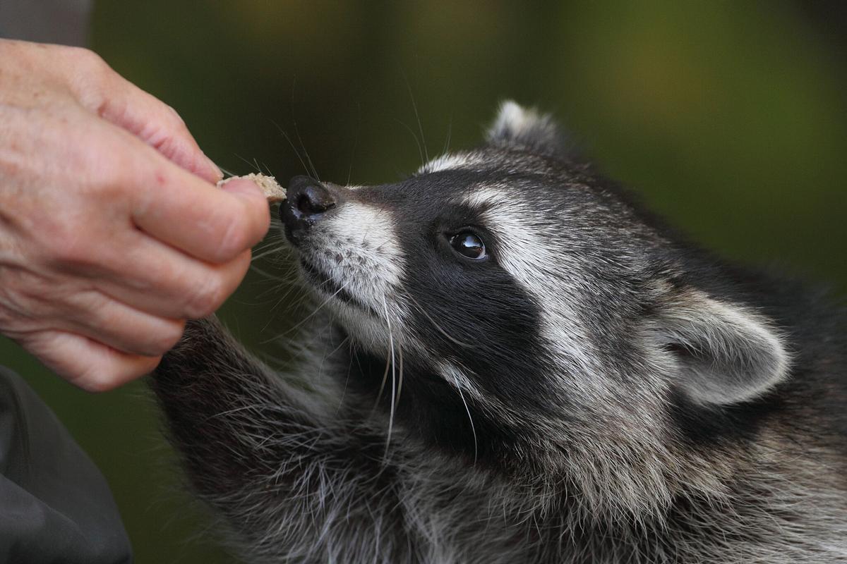 "Se buscan": el mapache o la ardilla gris de los parques Londres ...
