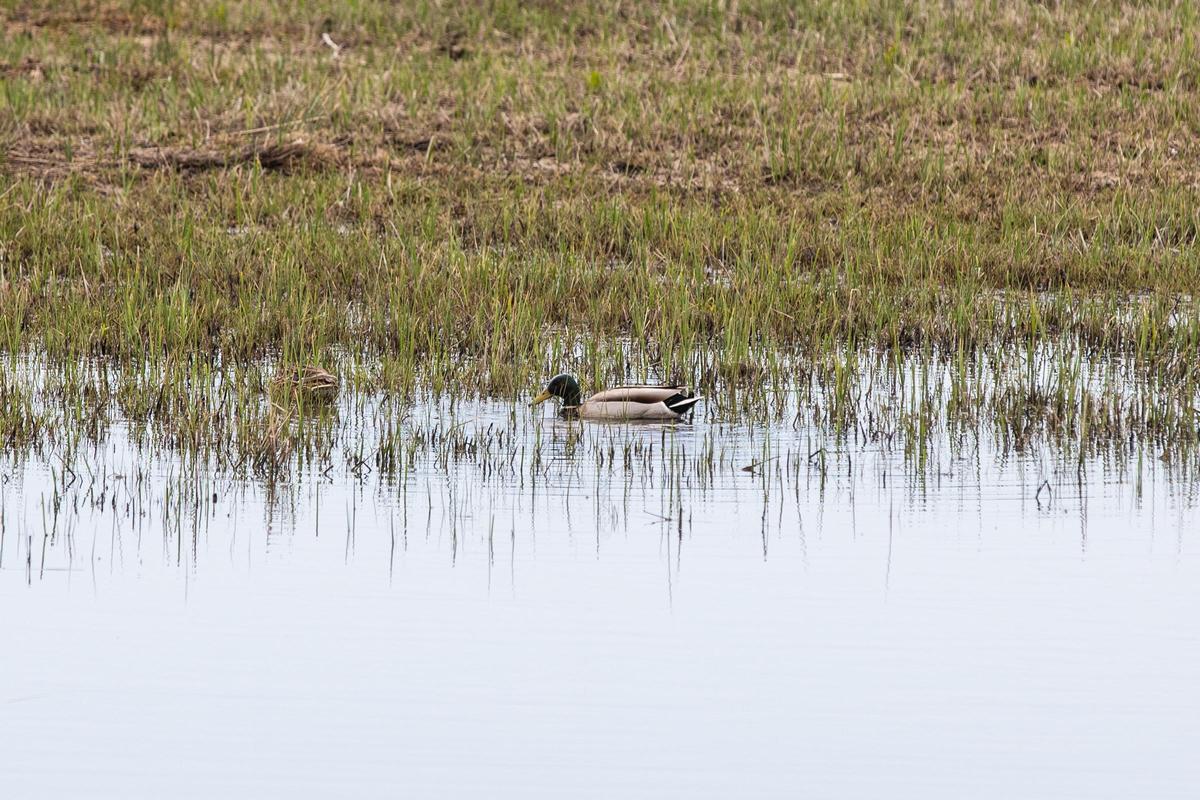 El Remolar-Filipines, humedales de la desembocadura del rio Llobregat ...