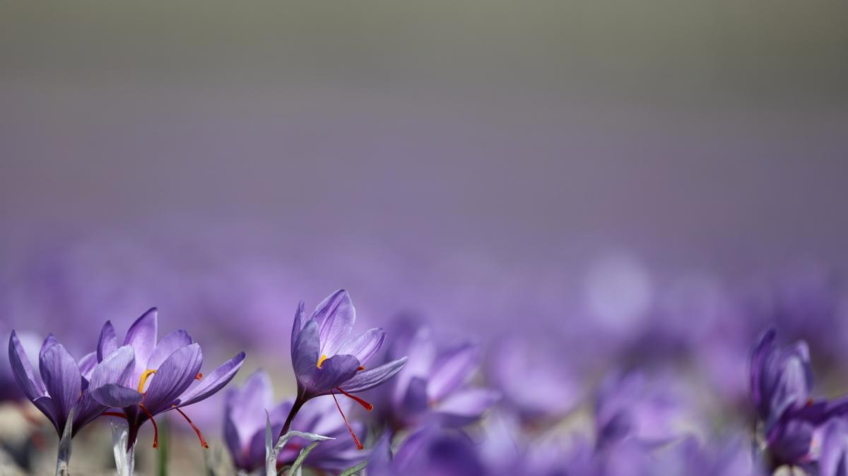 Cultivo de azafrán en la región de Kozani , Grecia