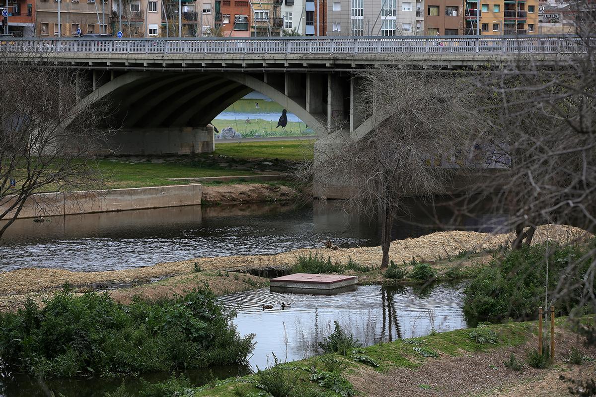 Refugio de la biodiversidad en el rio Besòs | fotos