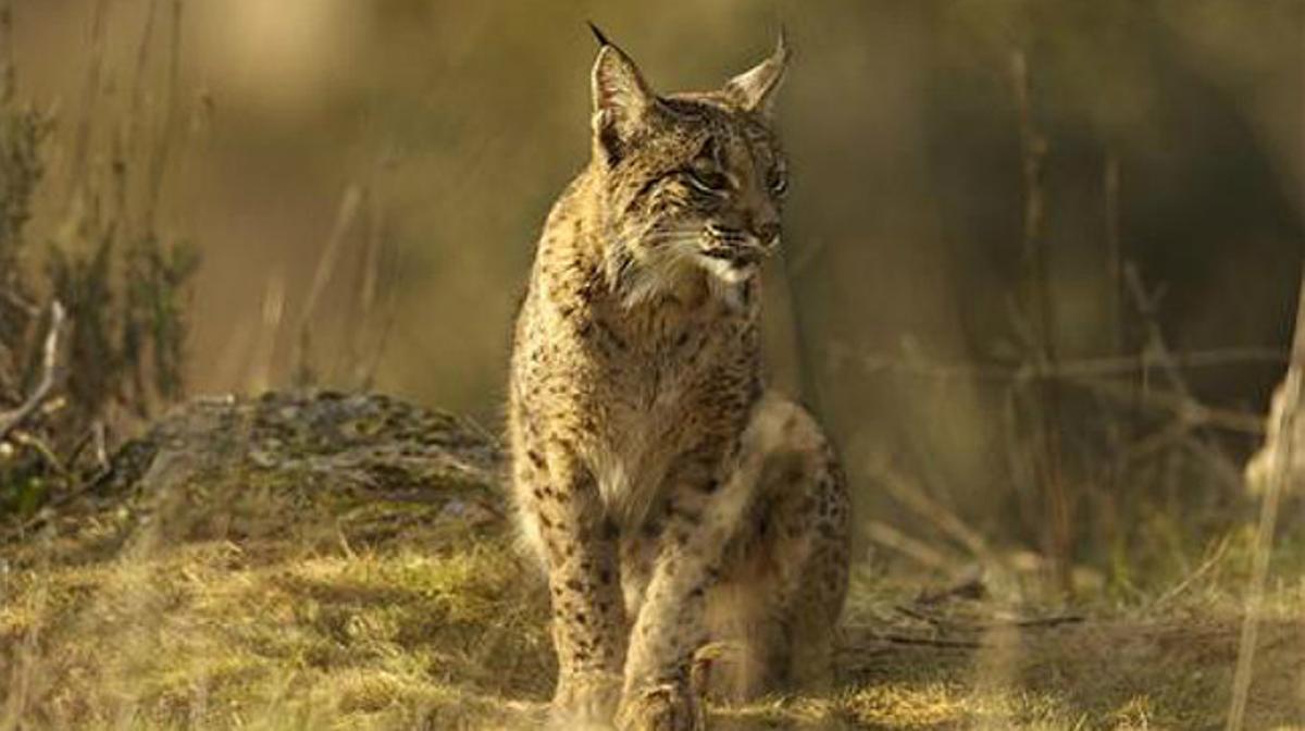 El año más negro para el lince, con 28 ejemplares muertos