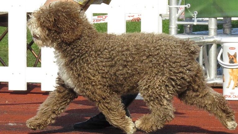 Detenido por matar de una patada a un perro de agua en Fuengirola