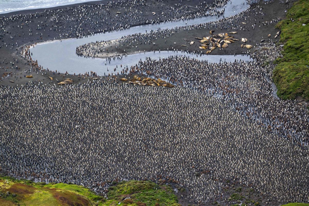 Elefantes marinos rodeados de pingüinos en la Isla Desolación | FOTOS