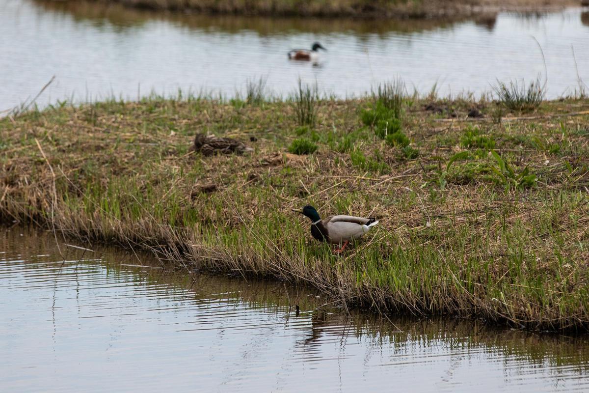 El Remolar-Filipines, humedales de la desembocadura del rio Llobregat ...