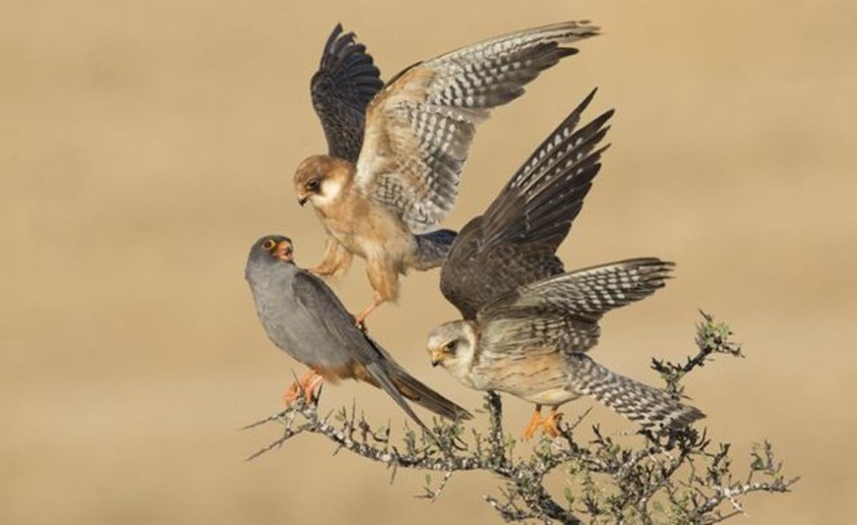 Las 10 fotos de animales salvajes ganadoras de un concurso de la BBC