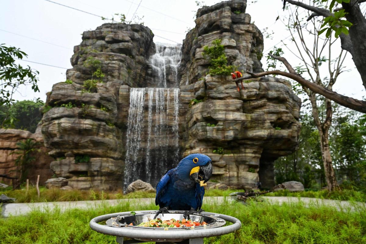 Singapur estrena el parque 'Paraíso de los pájaros' | FOTOS