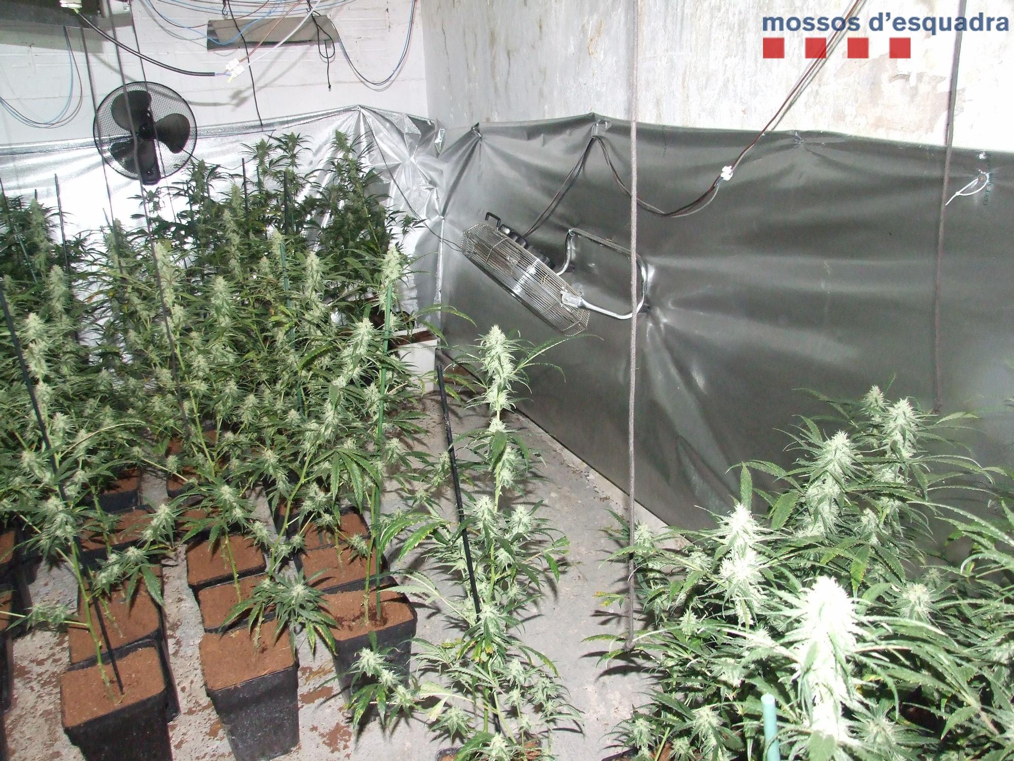 Desmantelan cuatro plantaciones de marihuana en un mismo barrio de Gavà