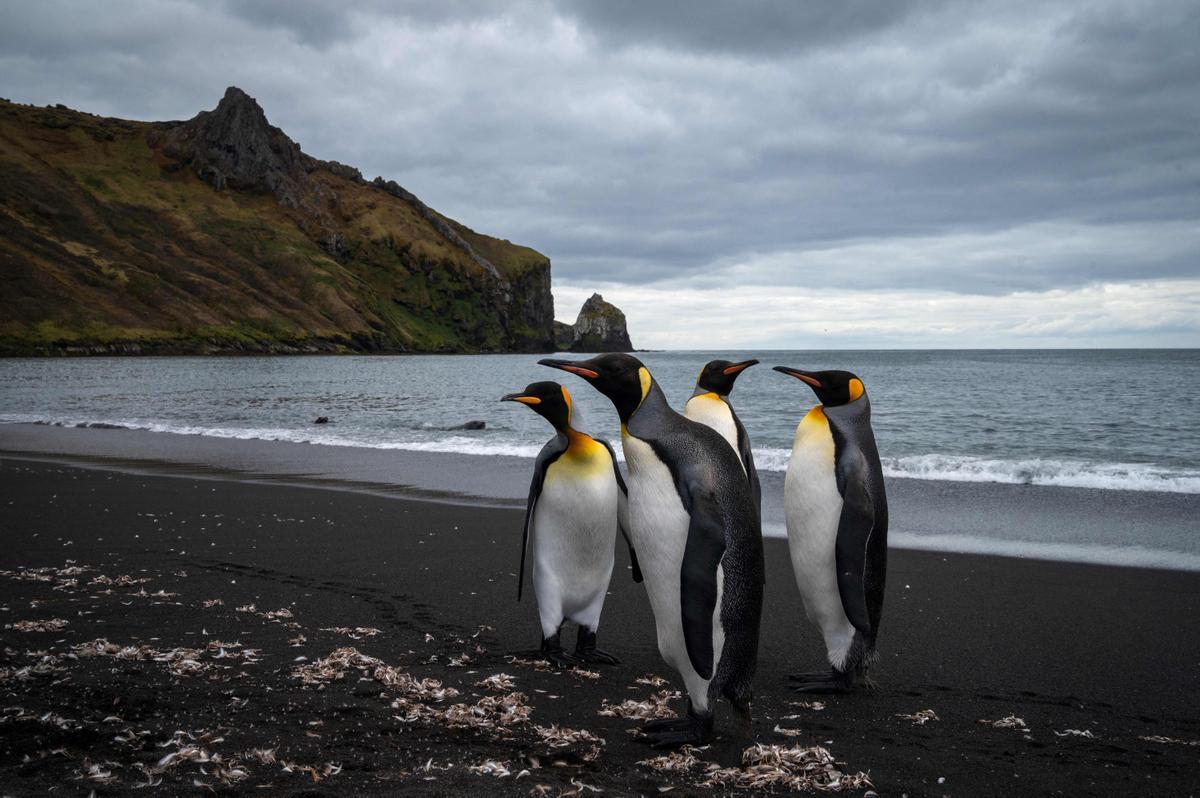 Elefantes marinos rodeados de pingüinos en la Isla Desolación | FOTOS