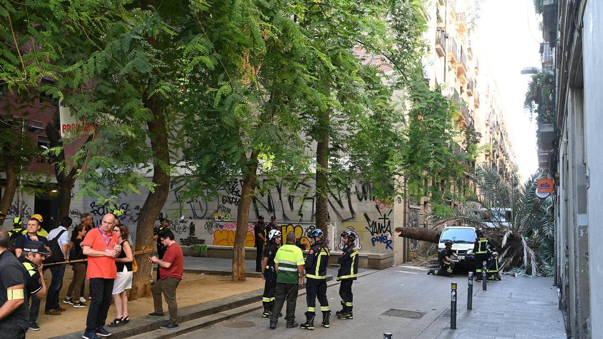 FOTOS | Esta es la palmera que ha matado a una chica en el Raval al ...