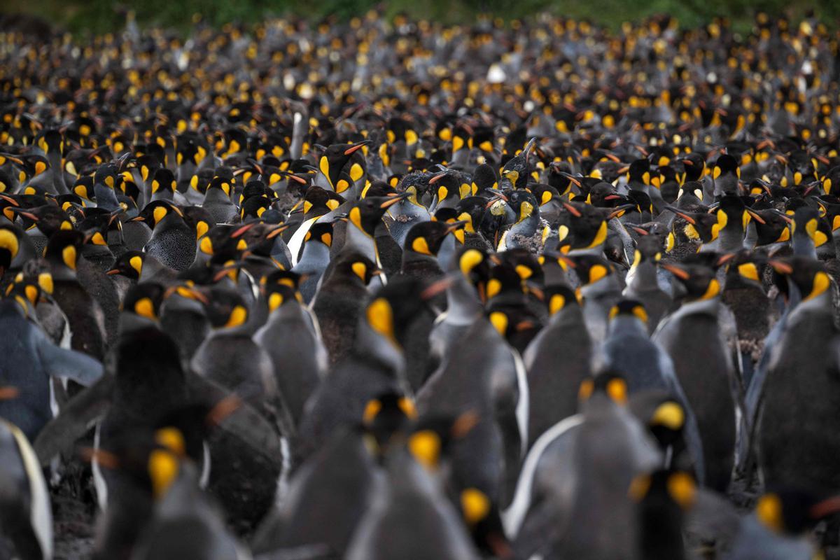 Elefantes marinos rodeados de pingüinos en la Isla Desolación | FOTOS