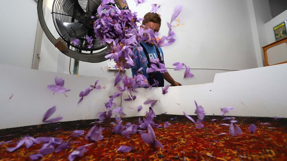 Cultivo de azafrán en la región de Kozani , Grecia