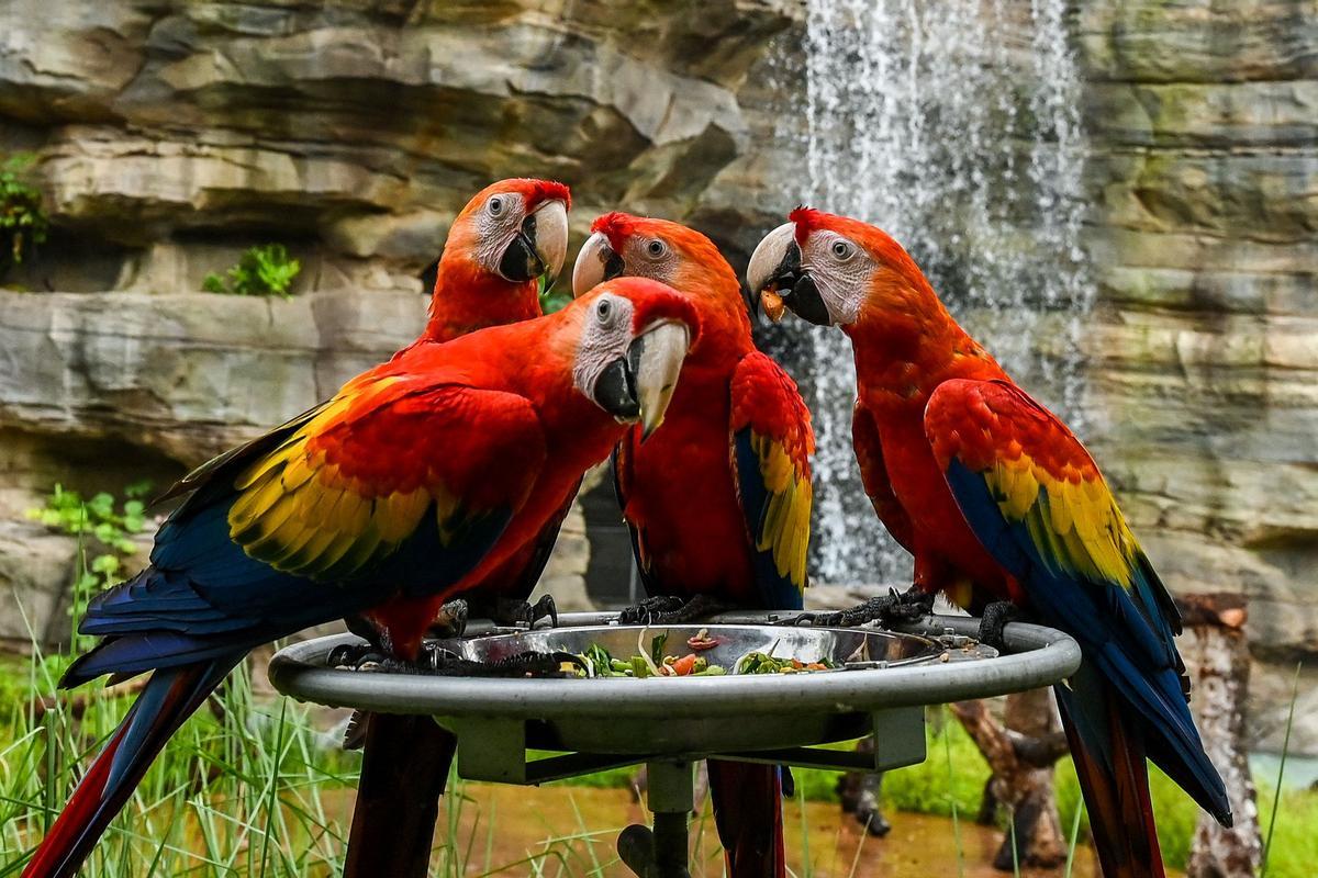 Singapur estrena el parque 'Paraíso de los pájaros' | FOTOS