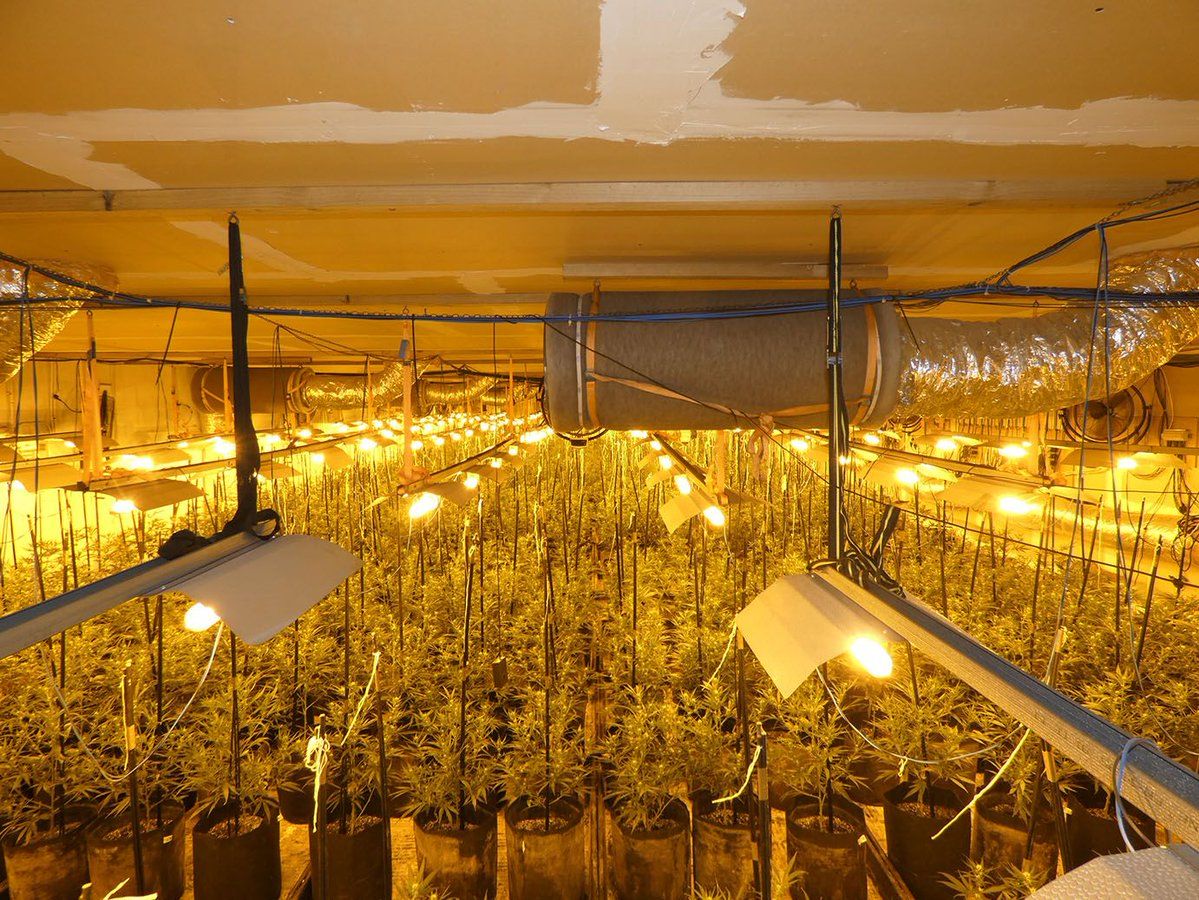 Los Mossos desmantelan una plantación 'indoor' de marihuana en Terrasa con cerca de 2.000 plantas