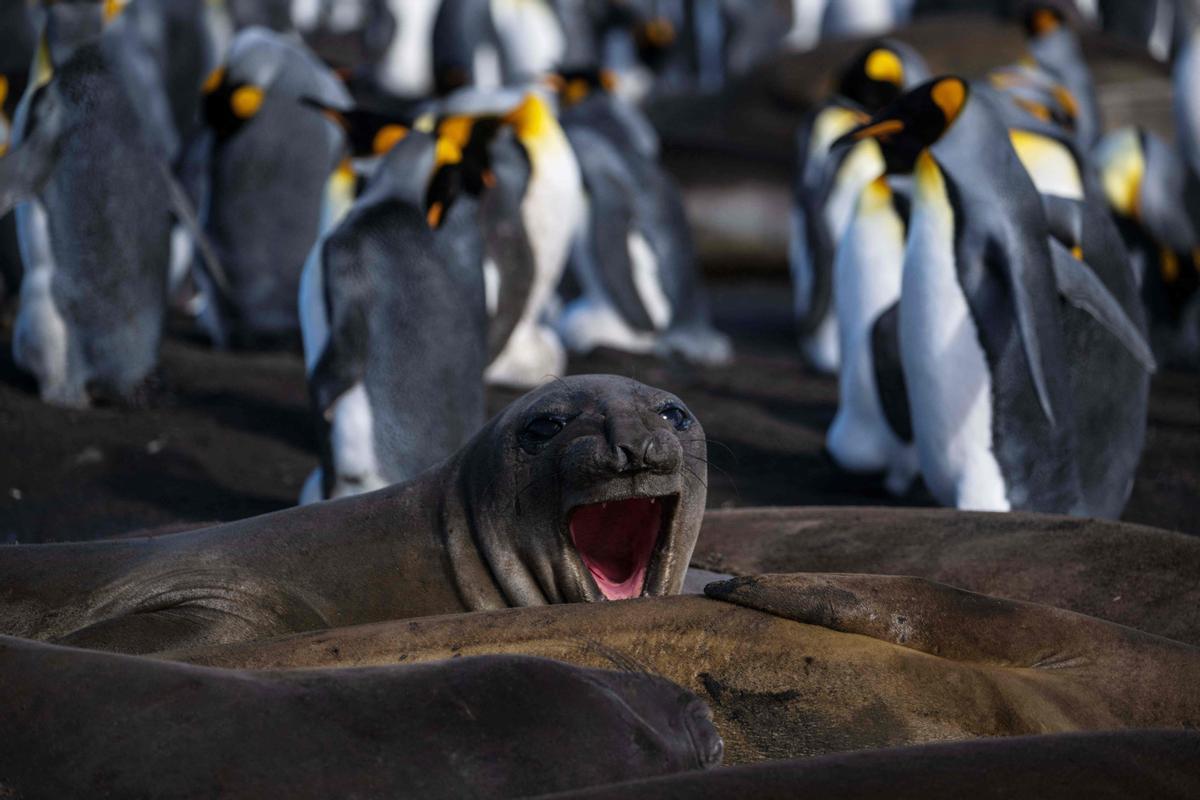 Elefantes marinos rodeados de pingüinos en la Isla Desolación | FOTOS
