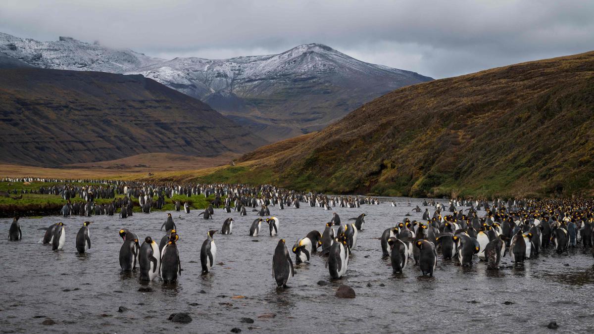 Elefantes marinos rodeados de pingüinos en la Isla Desolación | FOTOS