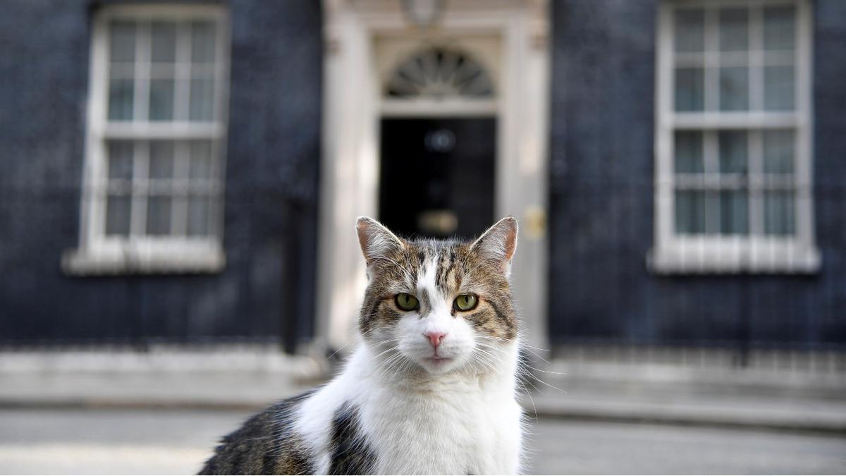 Larry, el gato oficial del 10 de Downing Street, también se atreve con ...